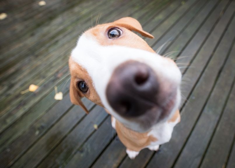 Deciphering Dog Demeanor: 16 Most Fascinating Dog Behaviors And Their ...