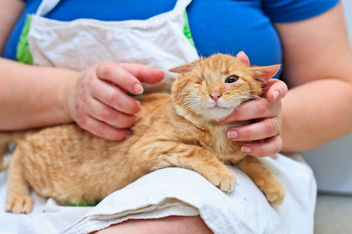 7 Wonderful Ways to Help Pets With Disabilities Live a Healthy, Happy ...