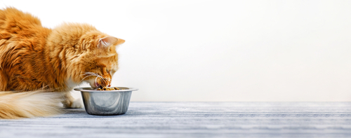 Cat Nutrition 101: The Basics of Feline Feeding and Cat Diets - Perfect ...