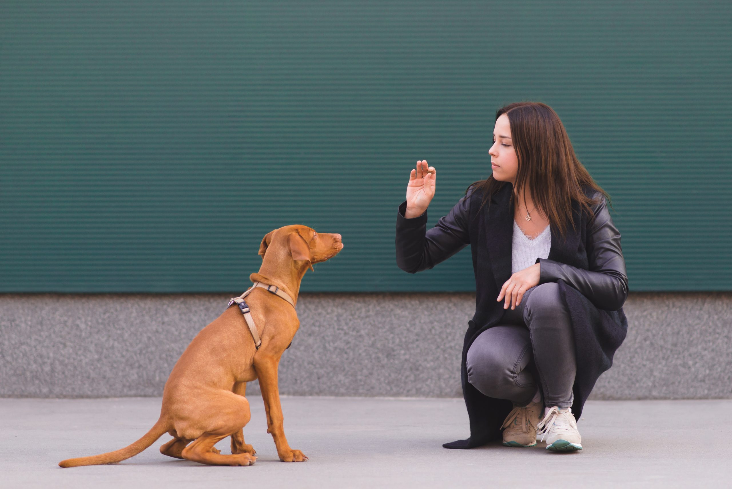 10 Essential Dog Training Commands Every Dog Should Know - Perfect Petzzz