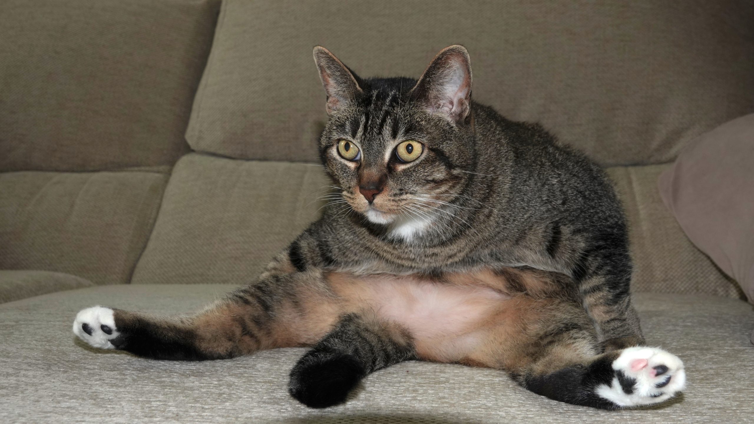 Understanding Splooting: The Adorable Quirk of Cats and Dogs - Perfect ...