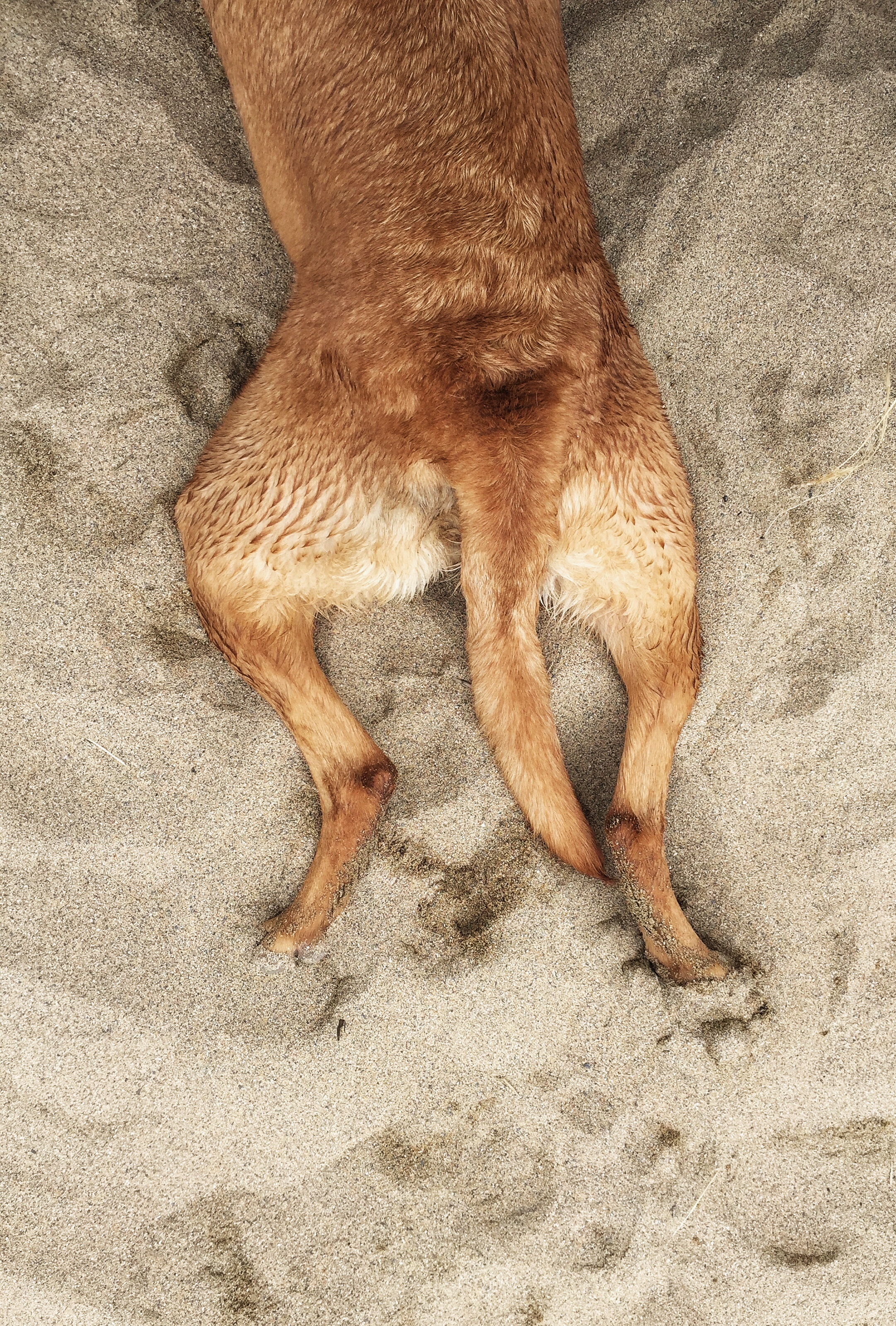 Understanding Splooting: The Adorable Quirk of Cats and Dogs - Perfect ...