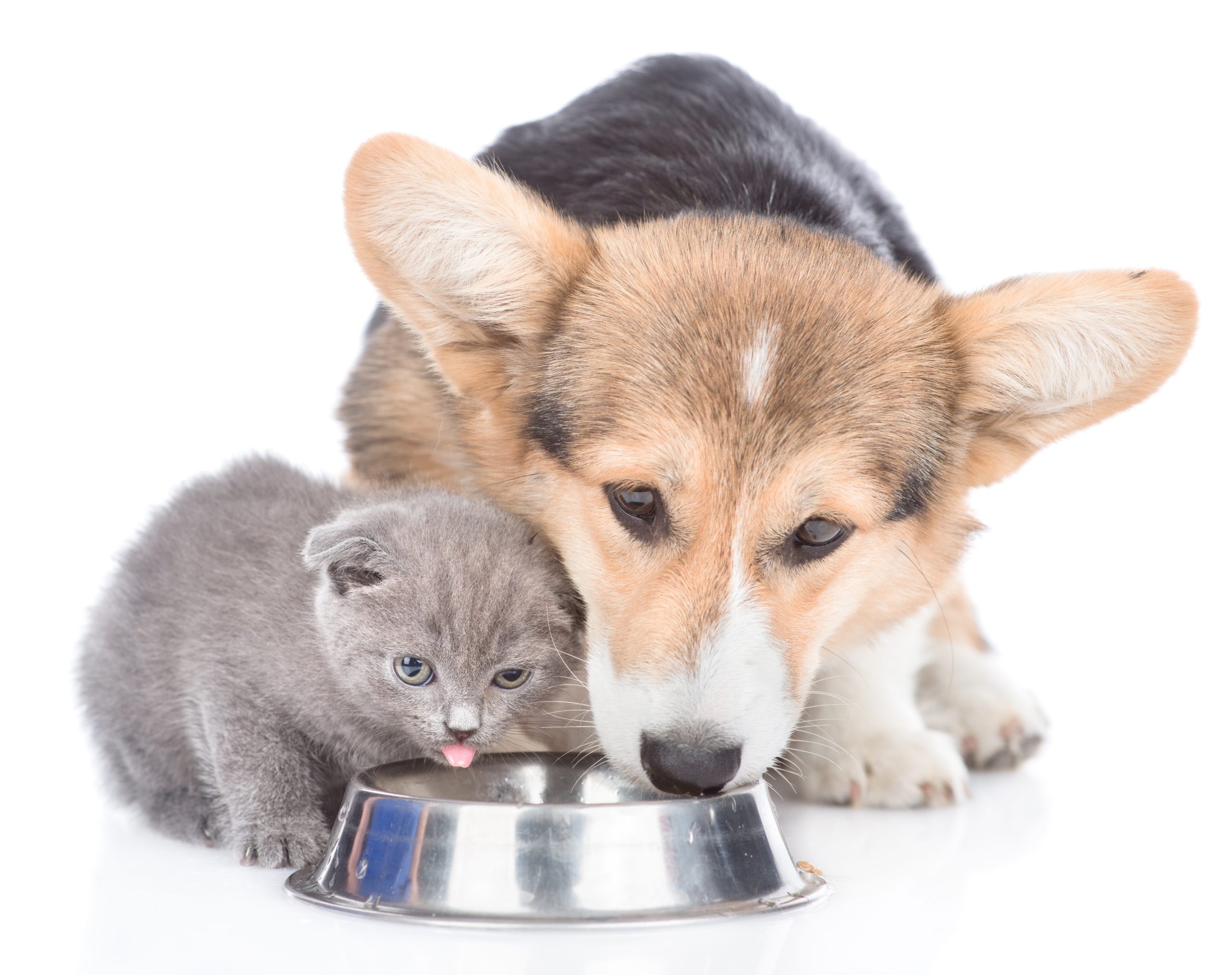 Keeping Your Cats and Dogs Cool During Summer Heat - Perfect Petzzz