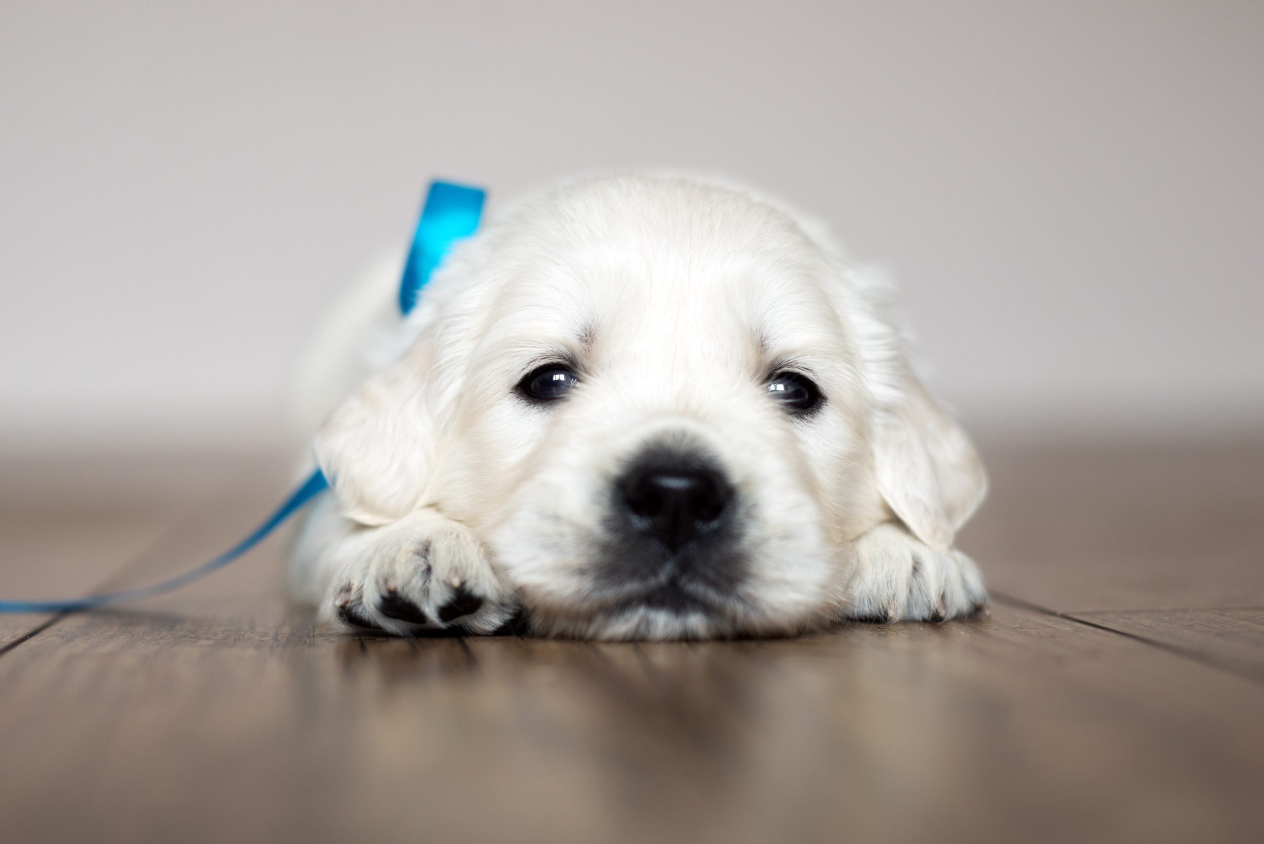 Puppy-Proofing Your Home: Creating a Safe Environment - Perfect Petzzz