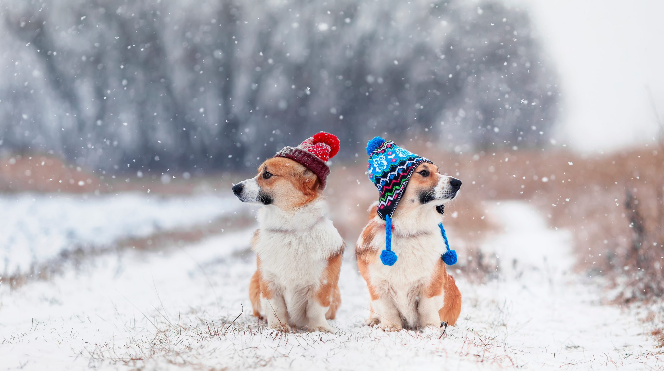 Winter Care Tips for Your Dog: Staying Warm in Cold Weather - Perfect ...